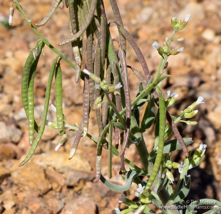 The Center of Diversity for Boechera | Plants of the Bodie Hills
