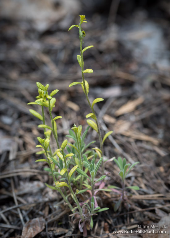 The Center of Diversity for Boechera | Plants of the Bodie Hills