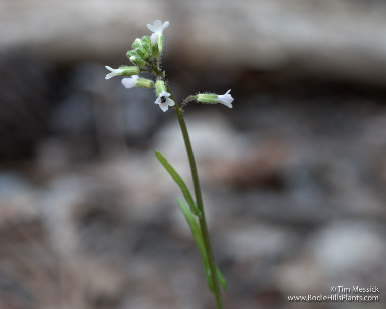 The Center of Diversity for Boechera | Plants of the Bodie Hills