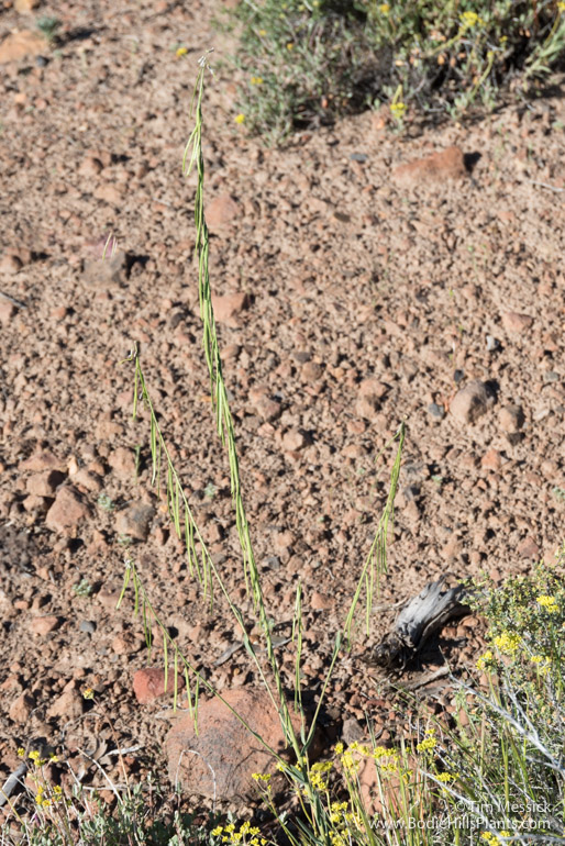The Center of Diversity for Boechera | Plants of the Bodie Hills
