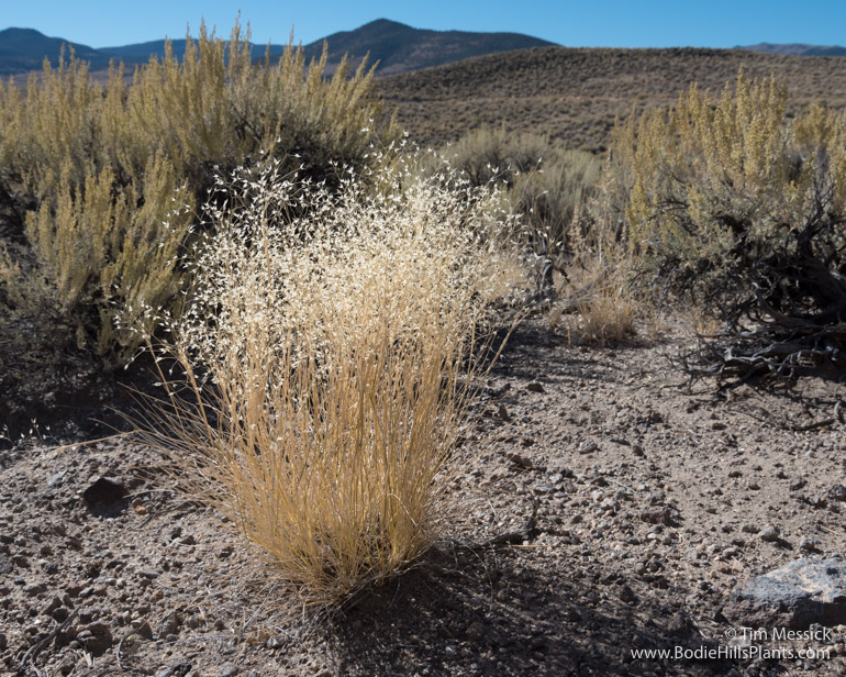 Sand Rice Grass | Plants of the Bodie Hills