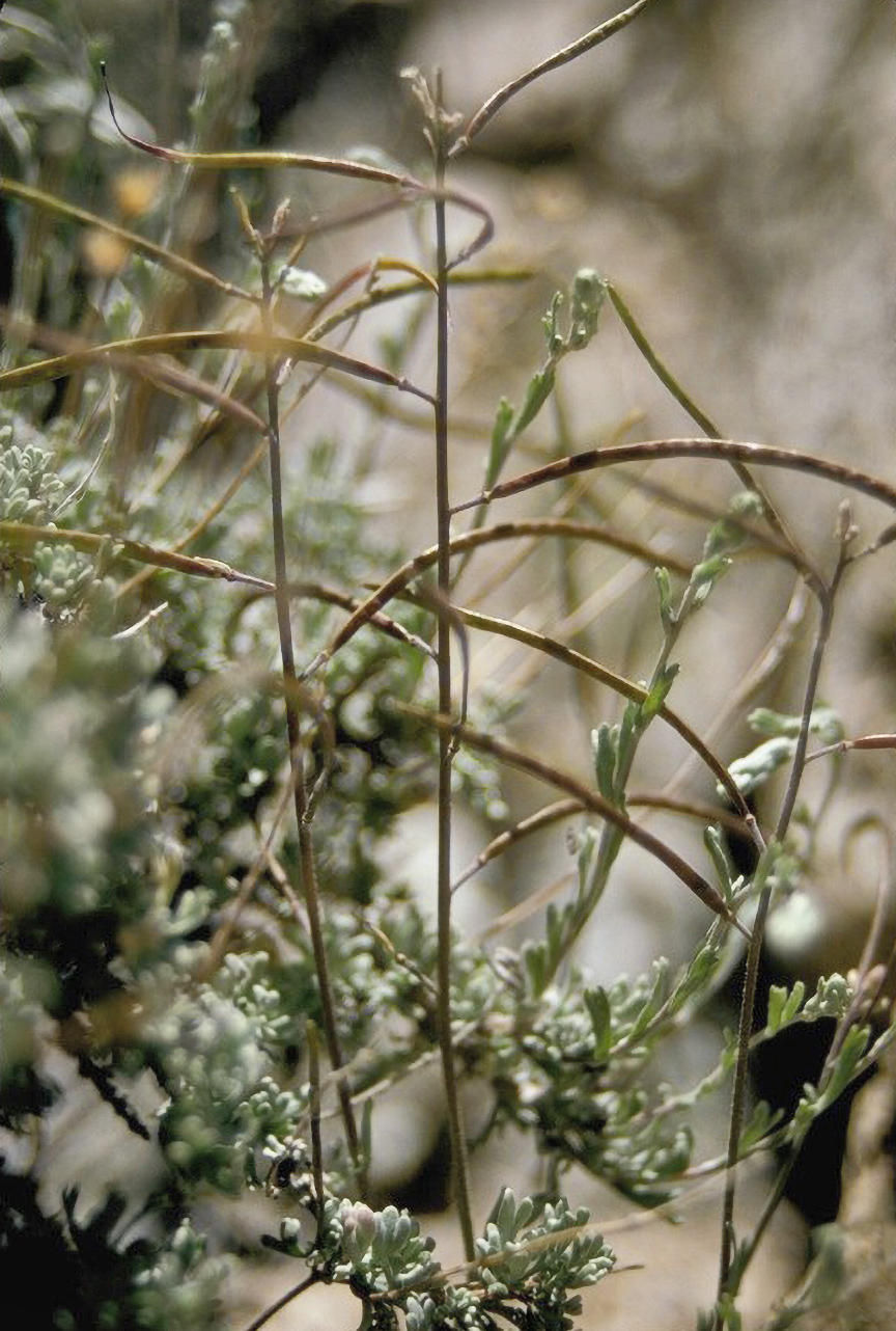 Plants Described from the Bodie Hills | Plants of the Bodie Hills