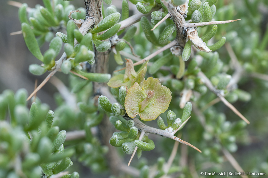Bailey’s Greasewood in the Bodie Hills | Plants of the Bodie Hills