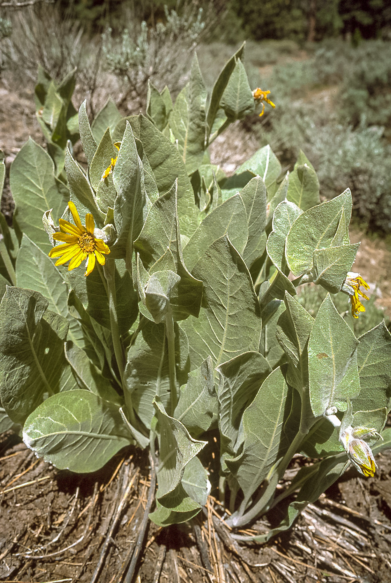 Mapping Mule’s Ears | Plants of the Bodie Hills