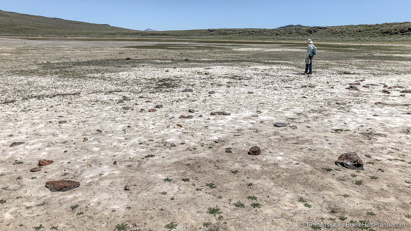 Plants of Receding Shorelines | Plants of the Bodie Hills