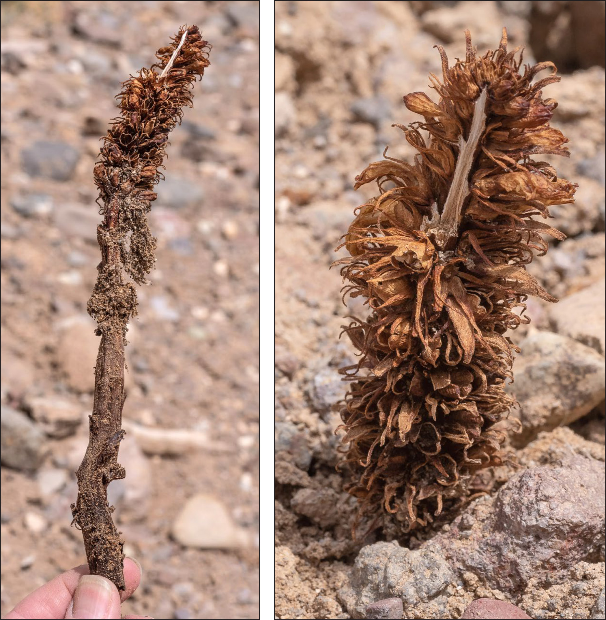Mystery Plants in the Bodie Hills | Plants of the Bodie Hills