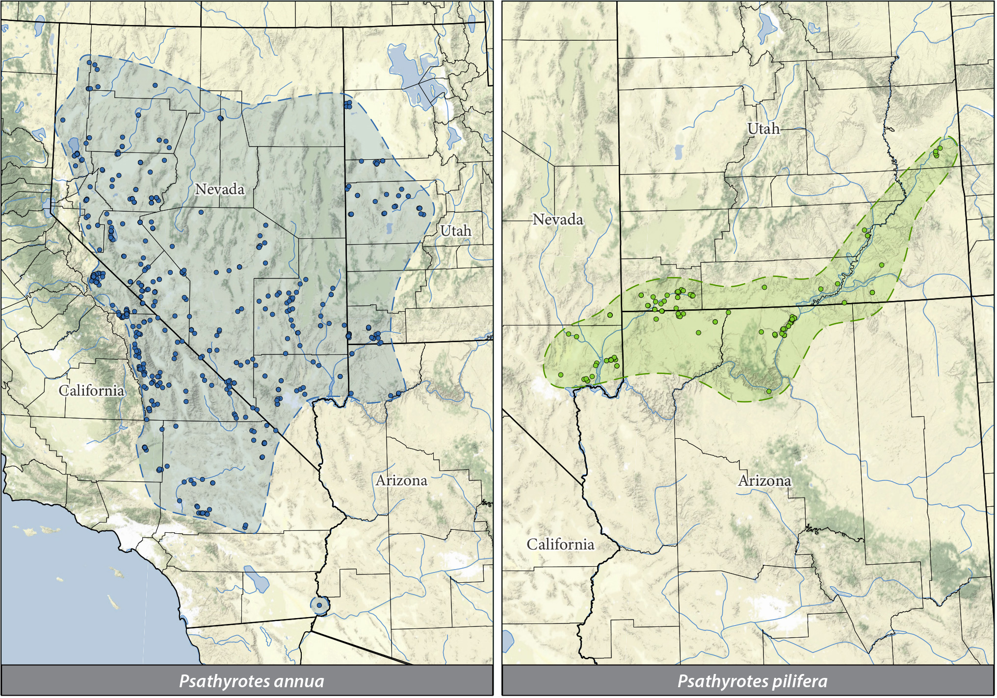 Psathyrotes, Psathyrotopsis, and Trichoptilium (Oh, My!) | Plants of ...