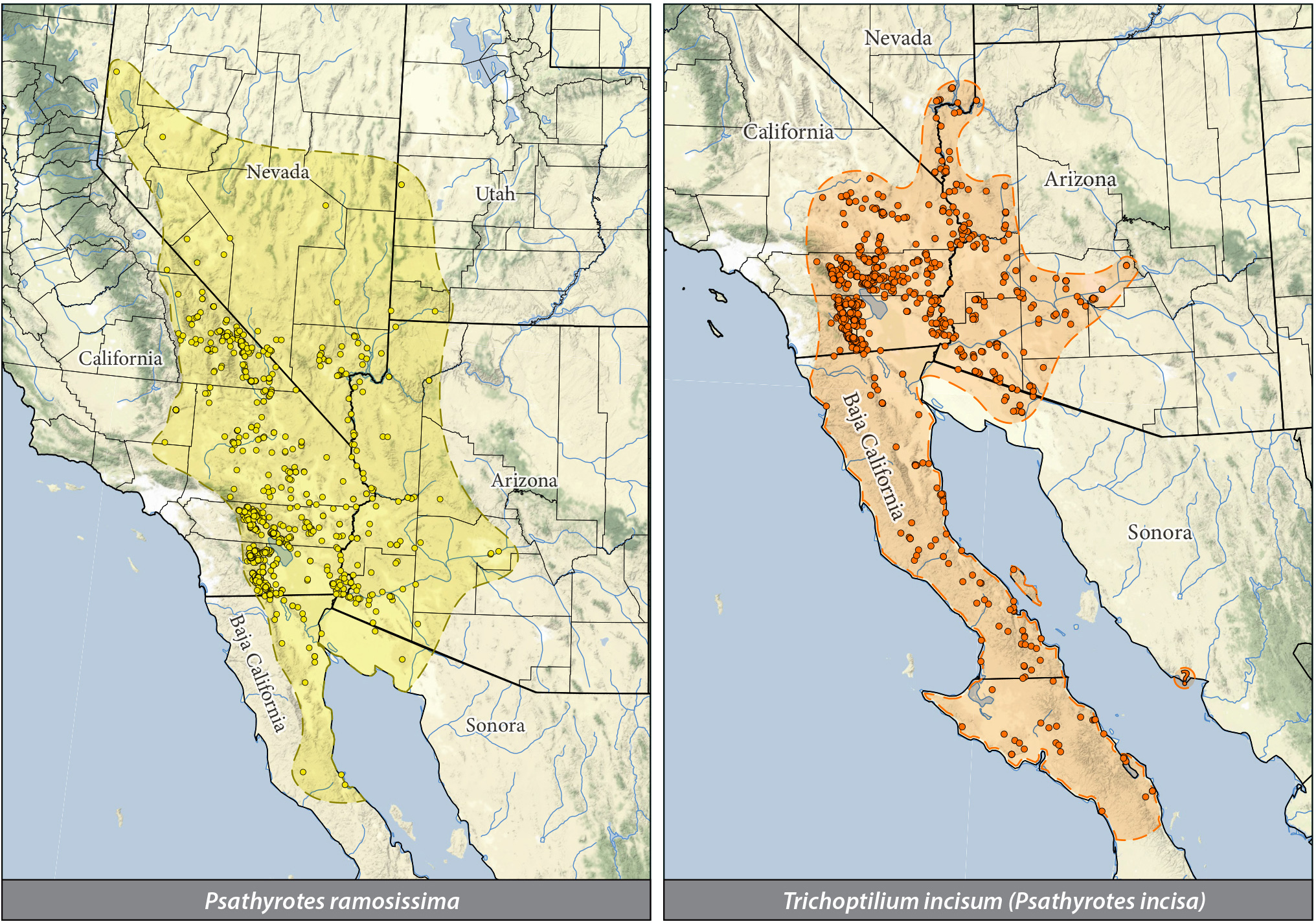 Psathyrotes, Psathyrotopsis, and Trichoptilium (Oh, My!) | Plants of ...