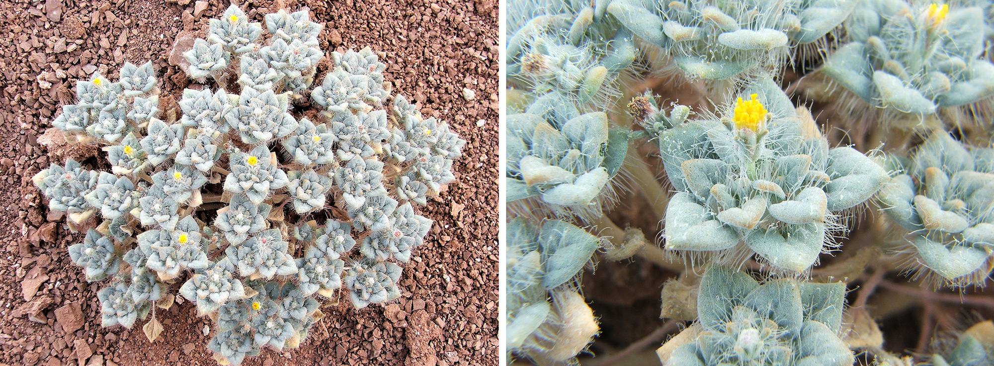 Psathyrotes, Psathyrotopsis, and Trichoptilium (Oh, My!) | Plants of ...