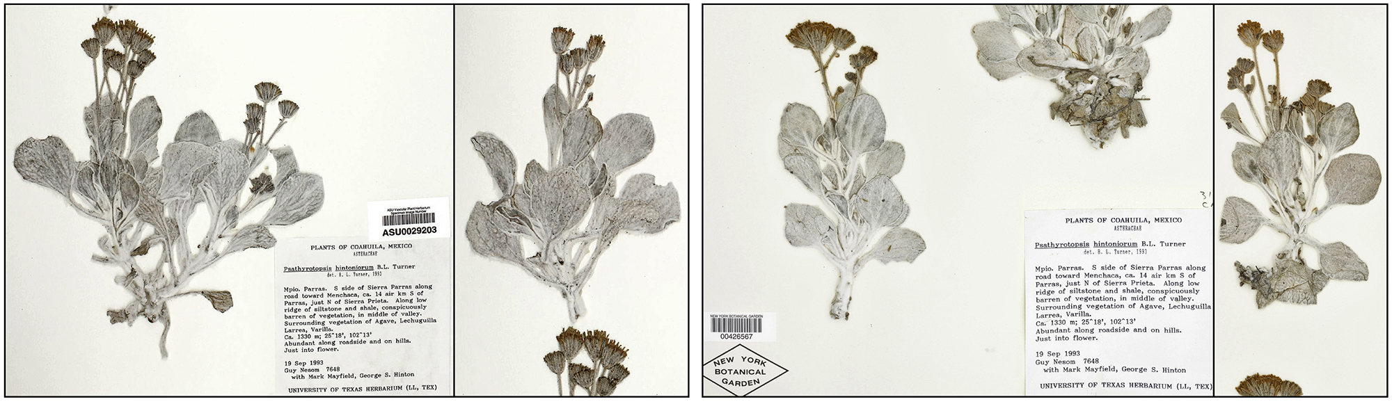Psathyrotes, Psathyrotopsis, and Trichoptilium (Oh, My!) | Plants of ...