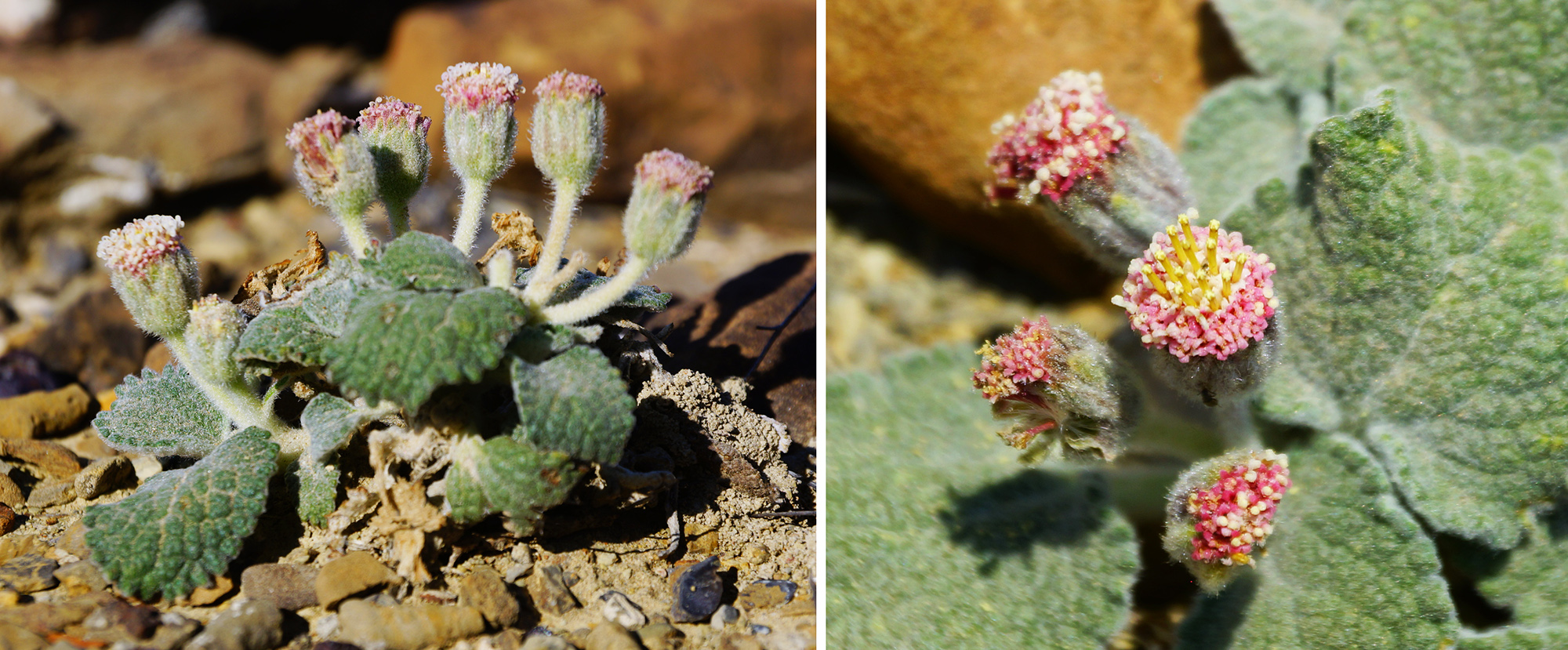 Psathyrotes, Psathyrotopsis, and Trichoptilium (Oh, My!) | Plants of ...
