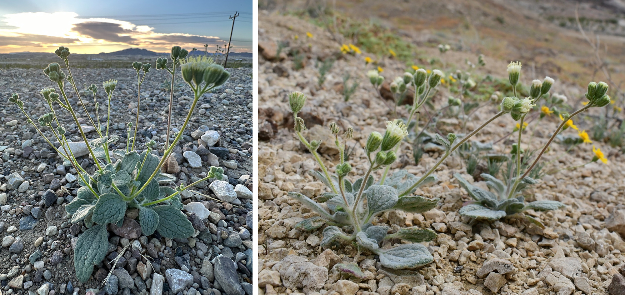 Psathyrotes, Psathyrotopsis, and Trichoptilium (Oh, My!) | Plants of ...