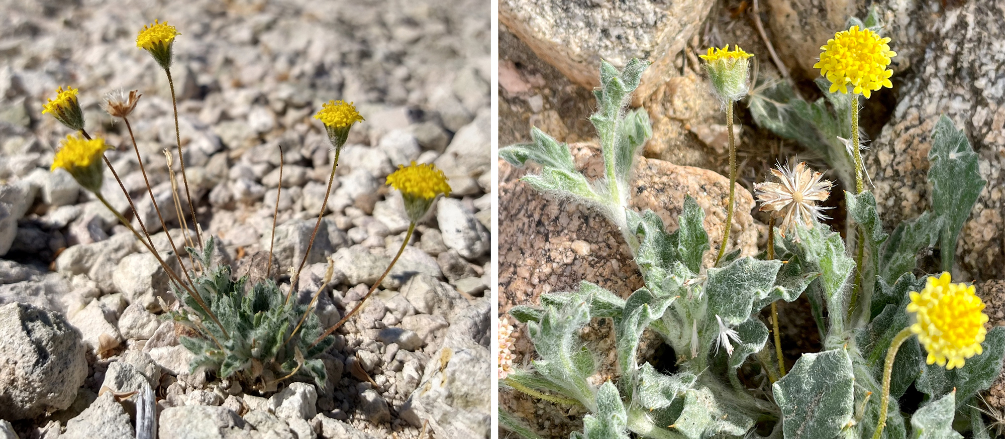 Psathyrotes, Psathyrotopsis, and Trichoptilium (Oh, My!) | Plants of ...