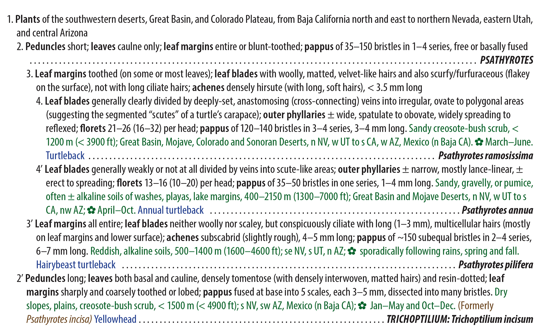 Psathyrotes, Psathyrotopsis, and Trichoptilium (Oh, My!) | Plants of ...
