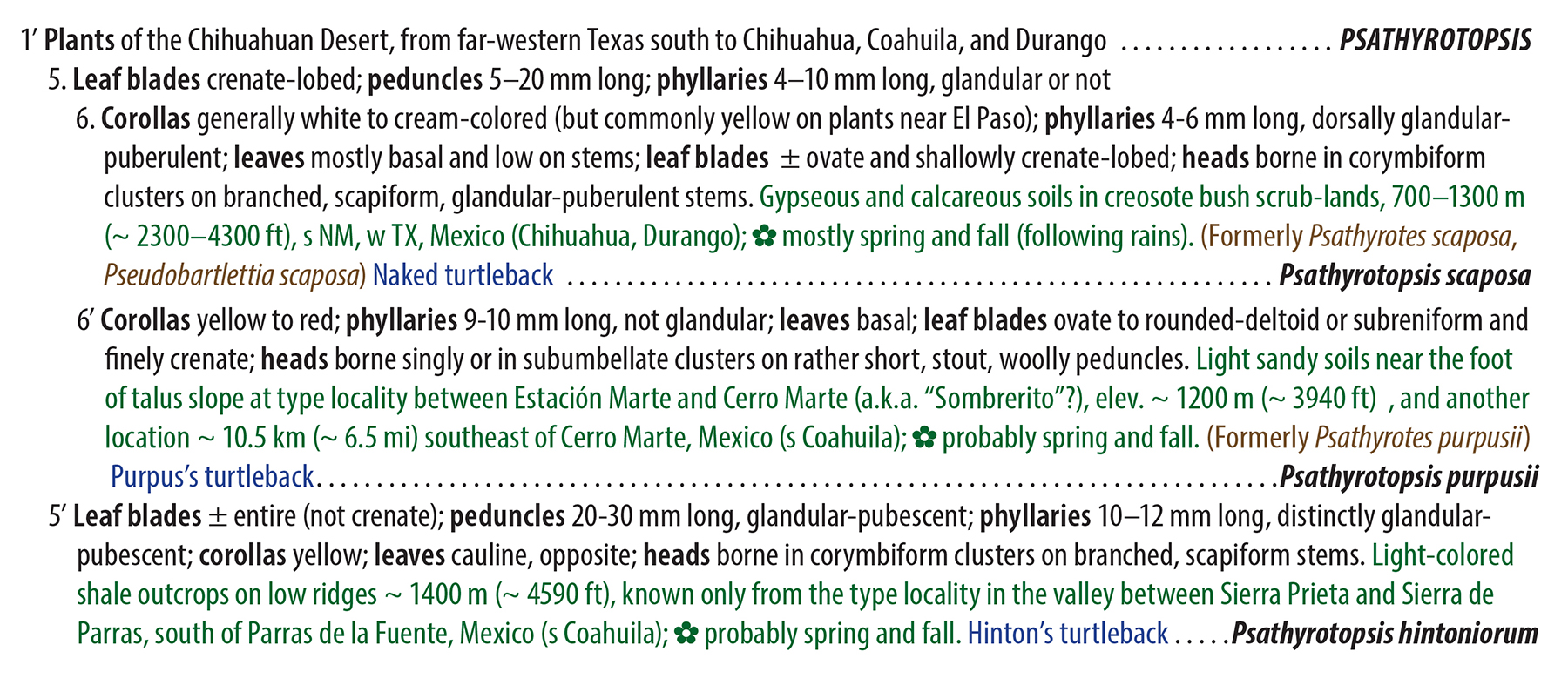 Psathyrotes, Psathyrotopsis, and Trichoptilium (Oh, My!) | Plants of ...