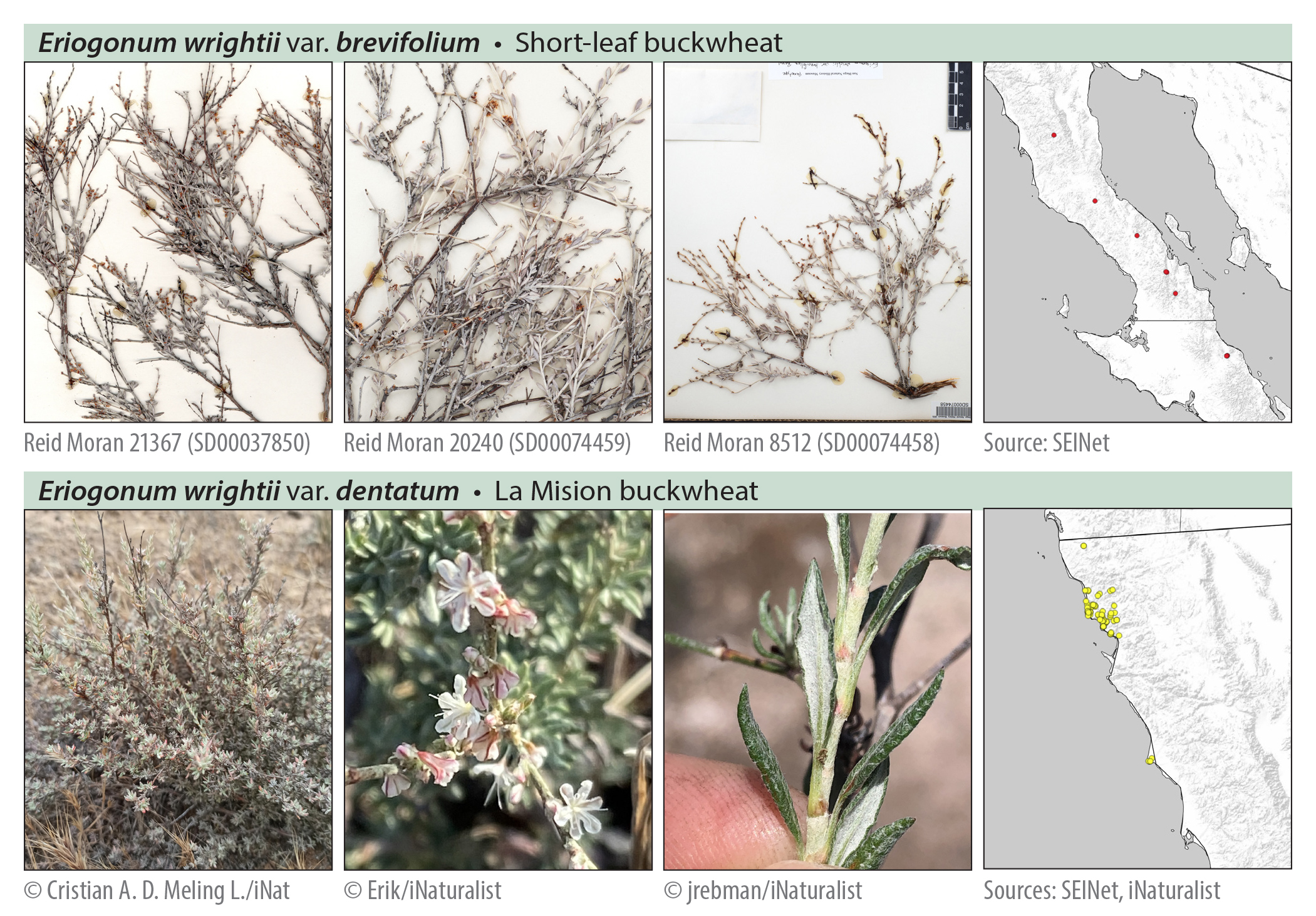 Mapping the Varieties of Eriogonum wrightii | Plants of the Bodie Hills