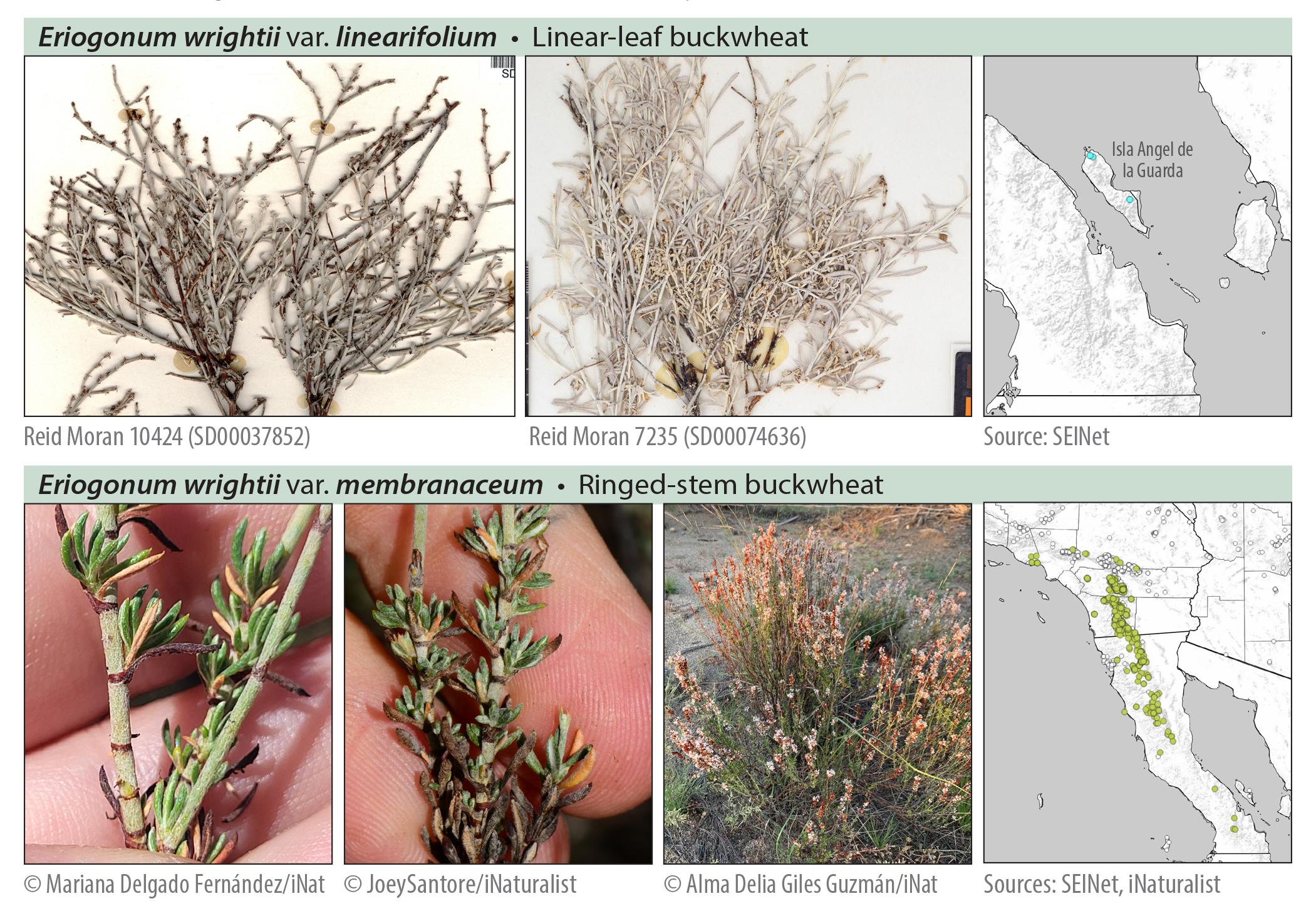 Mapping the Varieties of Eriogonum wrightii | Plants of the Bodie Hills