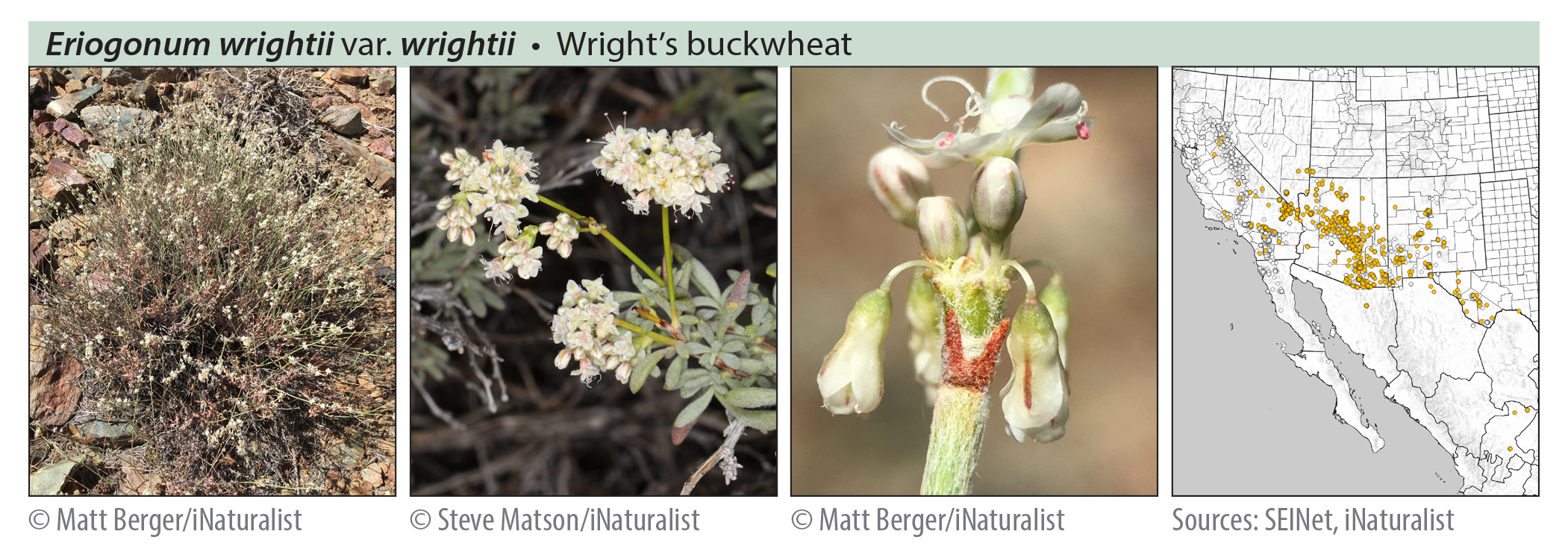 Mapping the Varieties of Eriogonum wrightii | Plants of the Bodie Hills